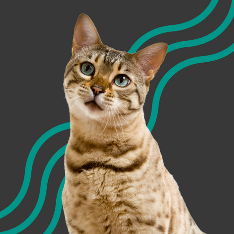 Healthy Pets HQ | Pet Store | Ottawa, ON