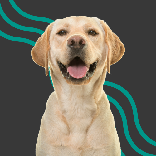 Dominion Veterinary Laboratories Ltd. Worm Tabs for Dogs & Cats ...